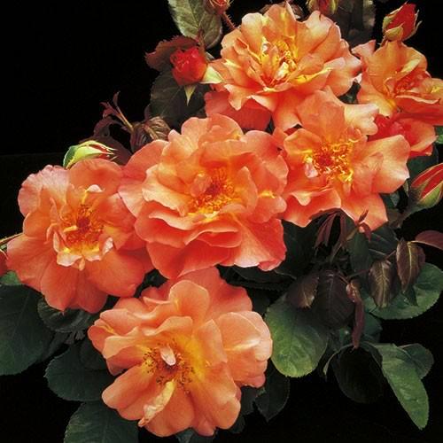 Westerland | Climbing Rose | Weeks Rose – Wildwood Outdoor Living