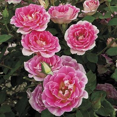 Roses | Over 450 Varieties | Canada-Wide Shipping – Page 10 – Wildwood ...