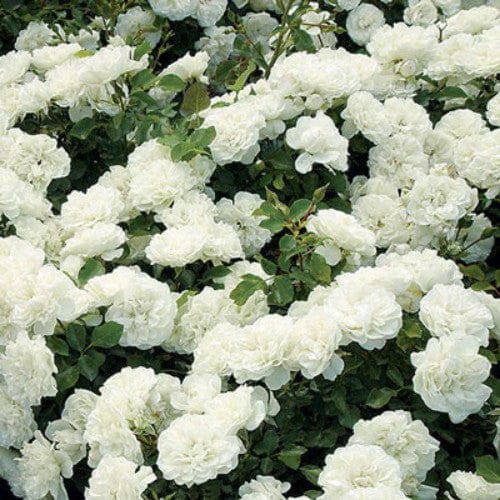 White Meidiland | Groundcover | Weeks Rose – Wildwood Outdoor Living